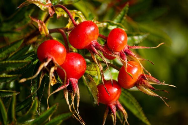 Hybensmoothie - Malins Mad